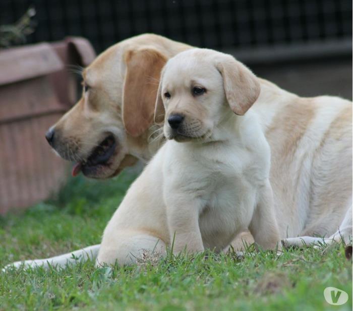 LABRADOR RETRIEVER