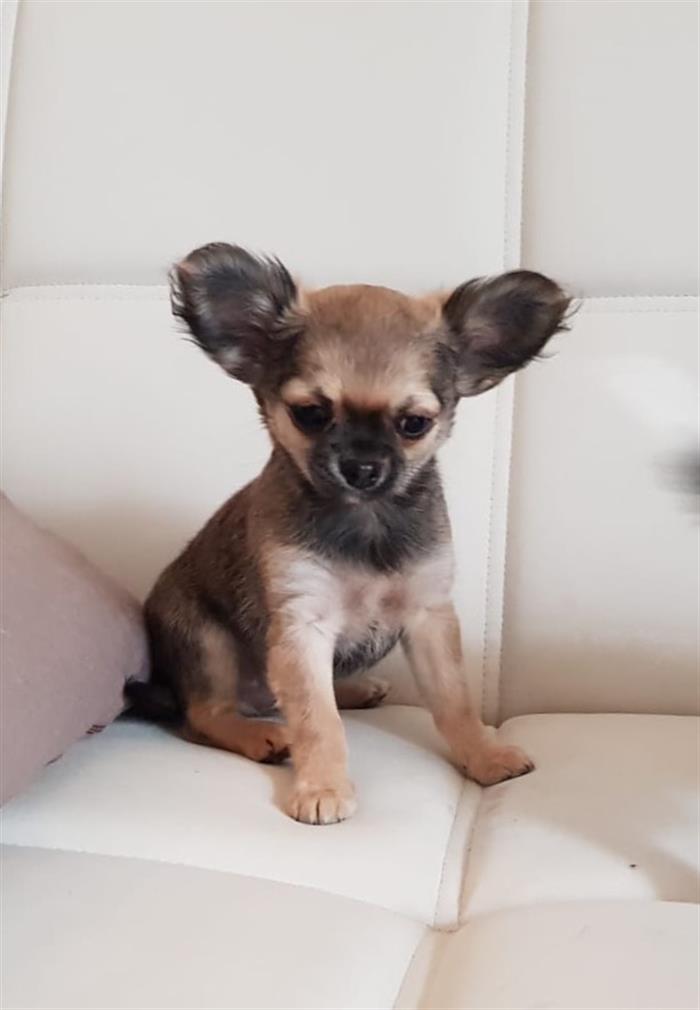 CHIHUAHUA PELO LUNGO CON PEDIGREE