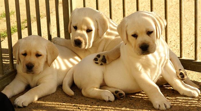 CUCCIOLI DI LABRADOR