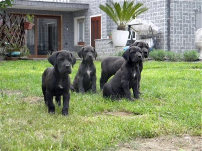 CUCCIOLI DI ALANO NERO