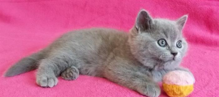 BRITISH SHORTHAIR CUCCIOLI - PAGAMENTO RATEIZZATO