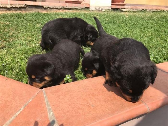 CUCCIOLI TEDESCHI DI ROTTWEILER