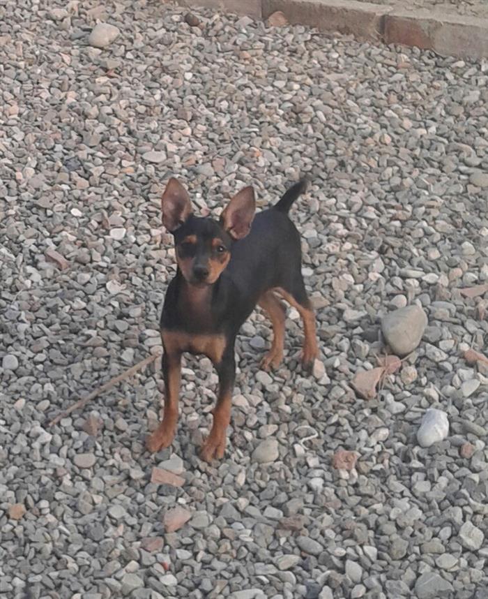 PINSCHER NANI