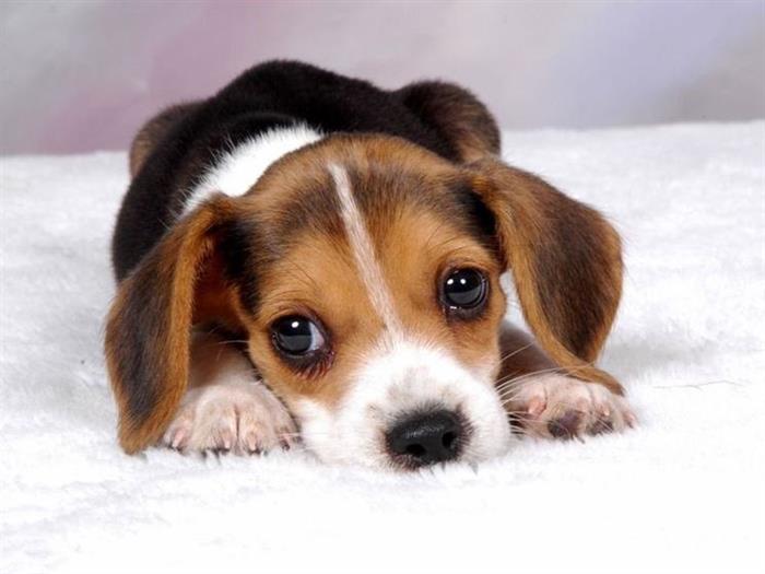 CUCCIOLI BEAGLE