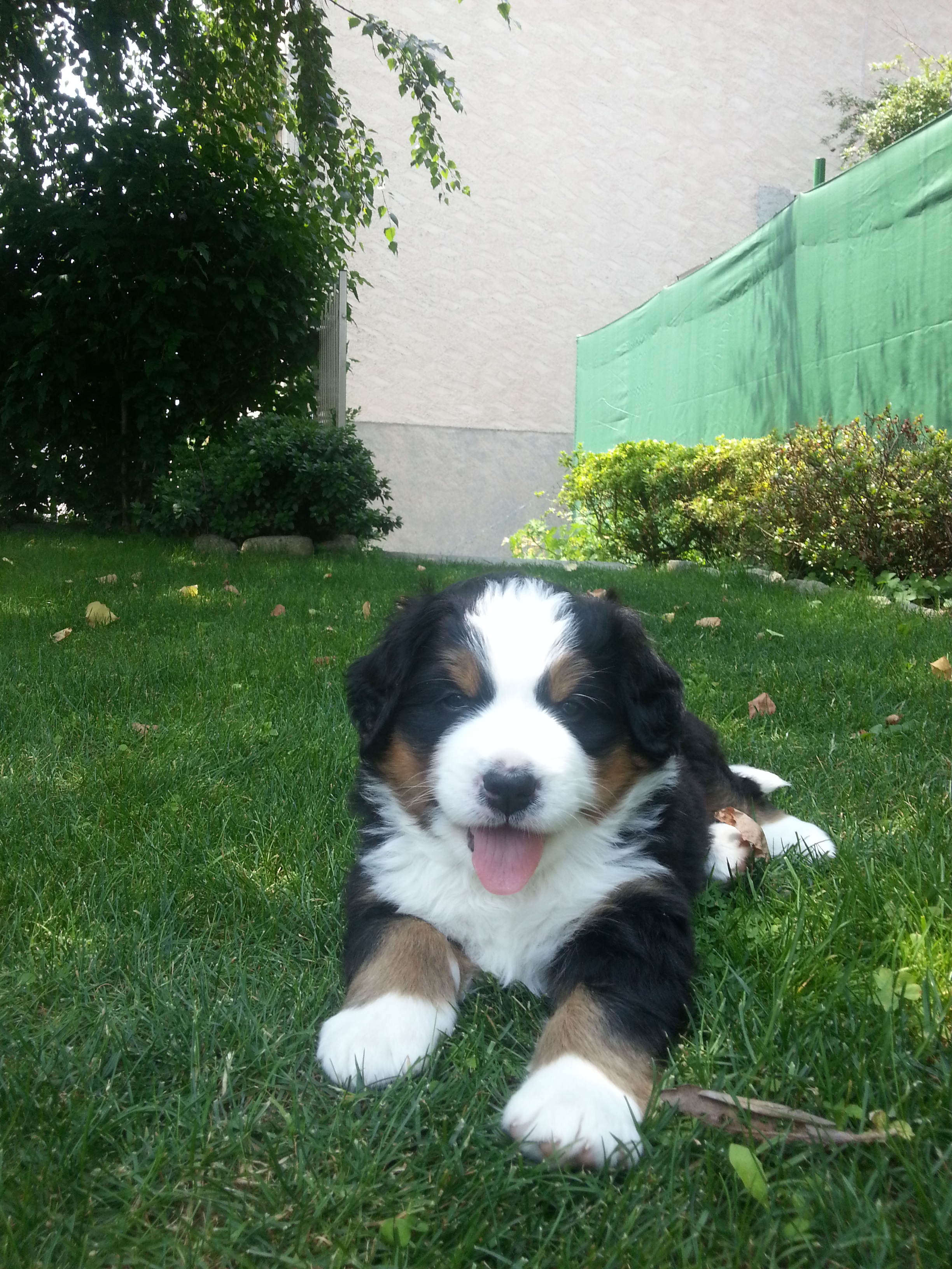 CUCCIOLA BOVARO DEL BERNESE