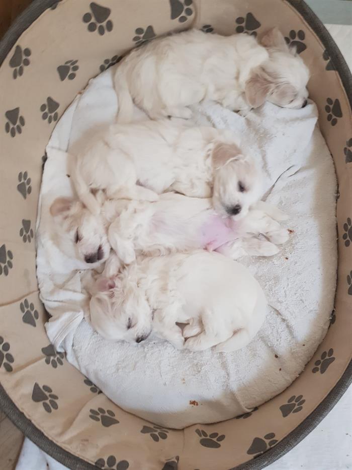 CUCCIOLI DI MALTESE