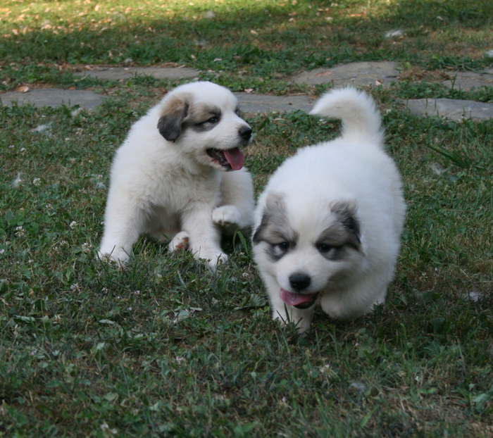 CUCCIOLI DI CANE DA MONTAGNA DEI PIRENEI