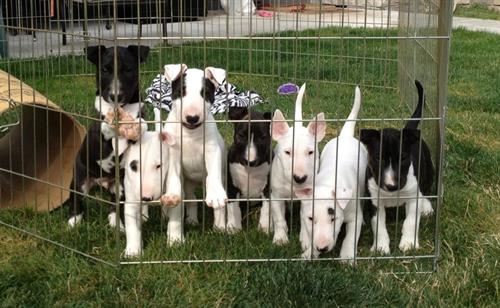 ADORABILI CUCCIOLI DI BULL TERRIER FEMMINUCCE E MASCHIETTI IN REGALO