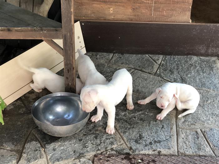 CUCCIOLI DI DOGO ARGENTINO