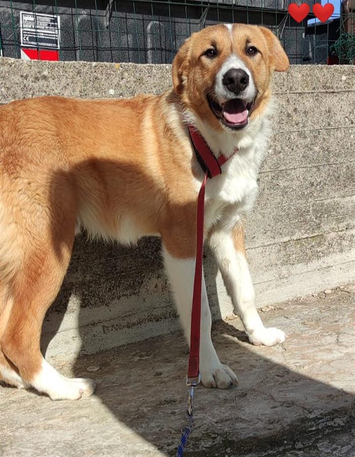 SPLENDIDO CUCCIOLONE CERCA CASA