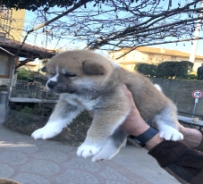 Cuccioli di Akita Inu