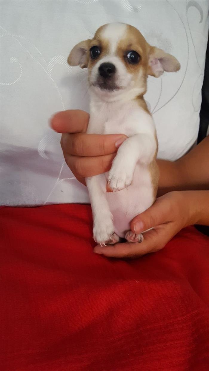 CUCCIOLI CHIHUAHUA