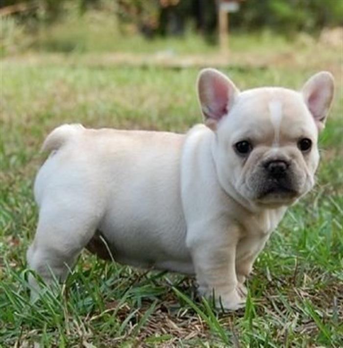 BULLDOG FRANCESE CUCCIOLI MINI