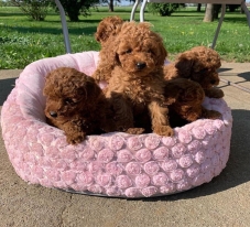 Cuccioli di barboncino giocattolo