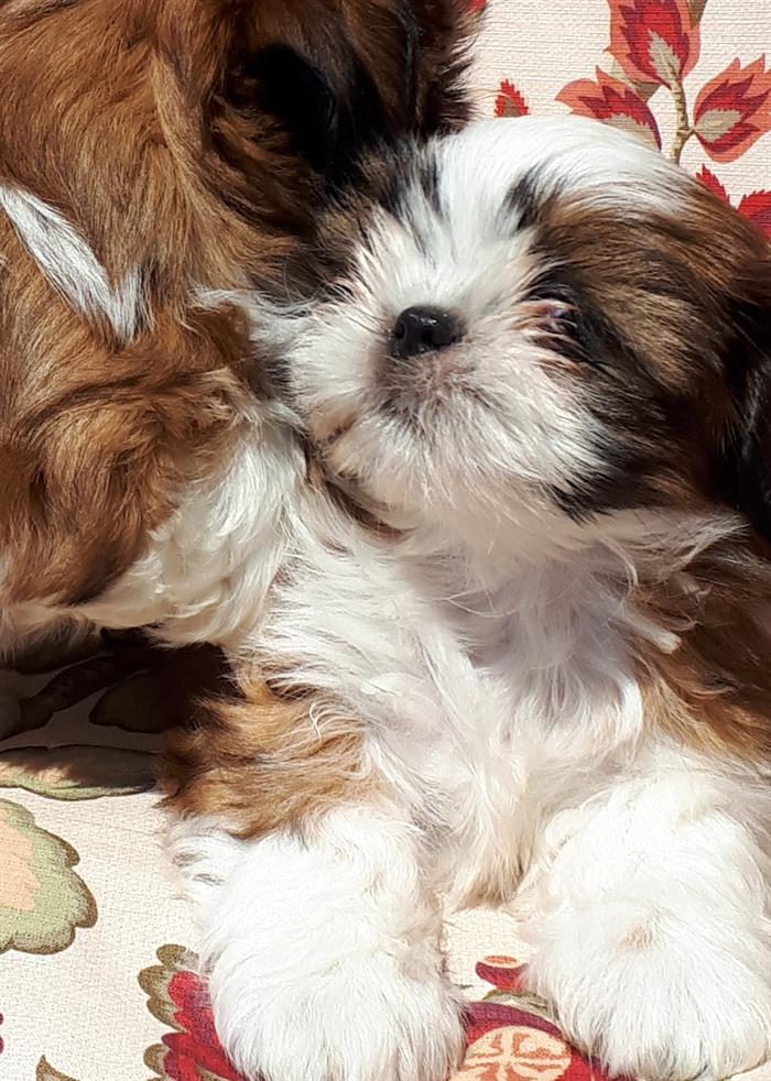 VENDESI BELLISSIMI CUCCIOLI DI SHIH TZU MOLTO SOCIEVOLE,AMANO I BAMBINI DI COLORE BIANCHI E MARRONE SCURO. SVERMINATI PRIMO VACCINO MICROCHIP E PEDIGR