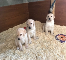 Vendo adorabili cuccioli di labrador.