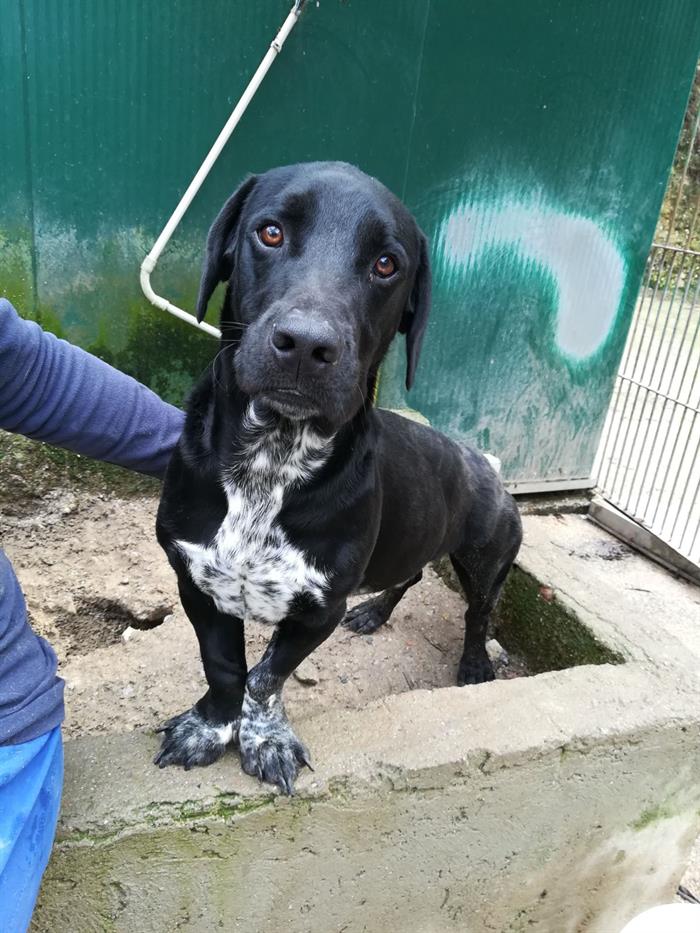 GECOTTO BUFFO CAGNOLINO CERCA CASA