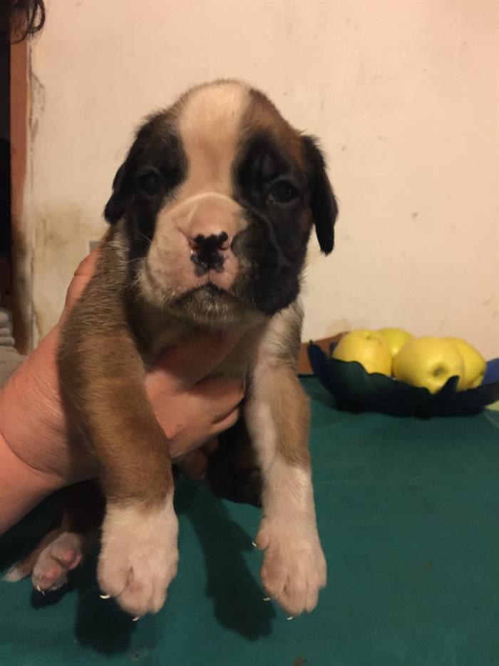 CUCCIOLI BOXER