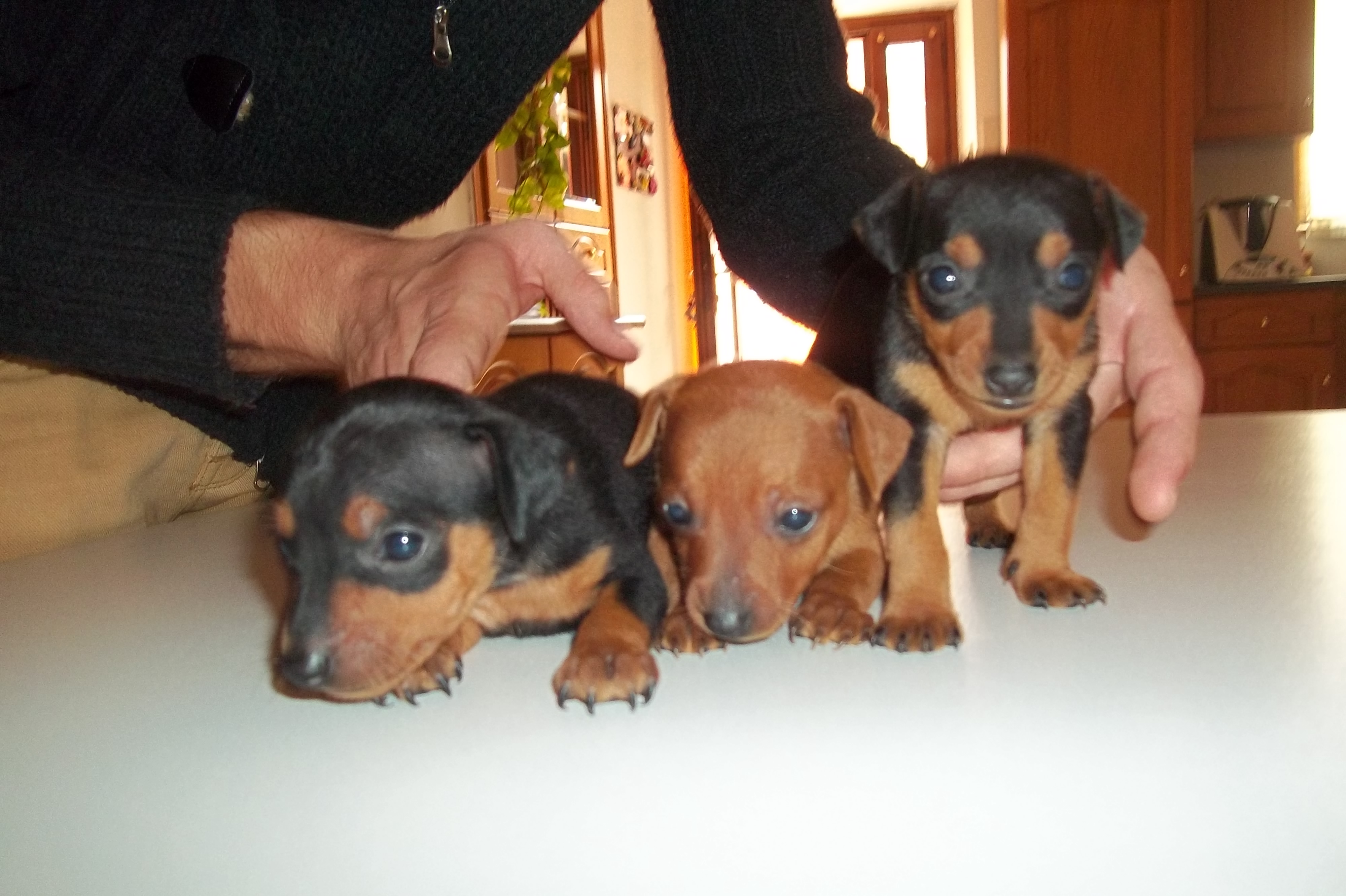 CUCCIOLI PINSCHER NANO