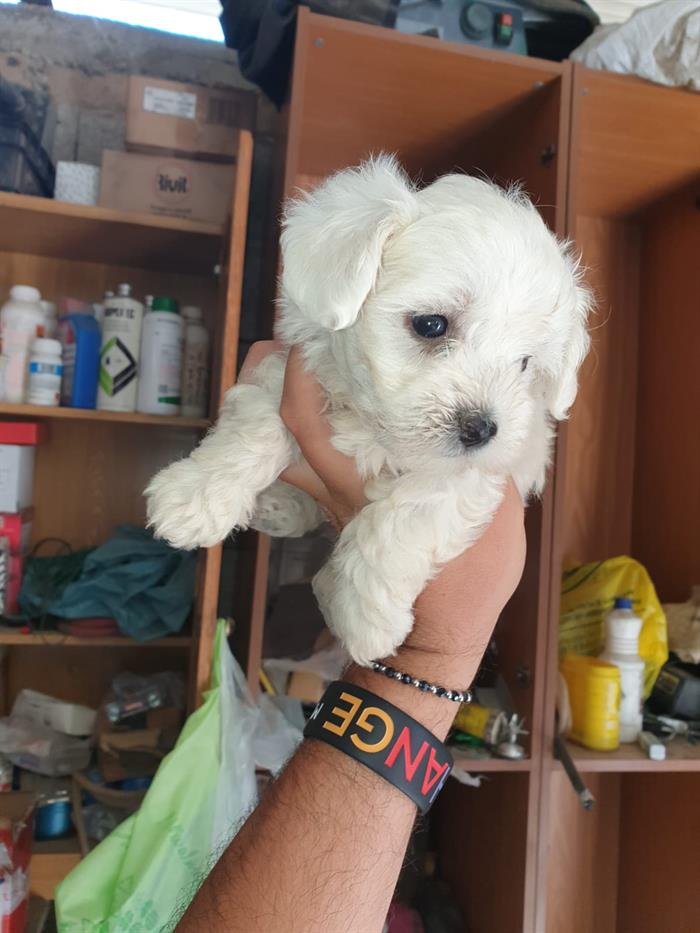 MALTESE TOY