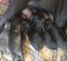 Cuccioli di cane corso