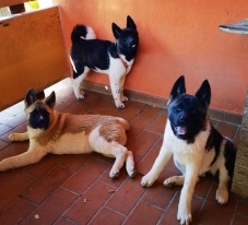 Cuccioli Akita Americano 