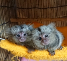 Adorabile e giocosa scimmia Marmoset. Whatsapp +447565118464