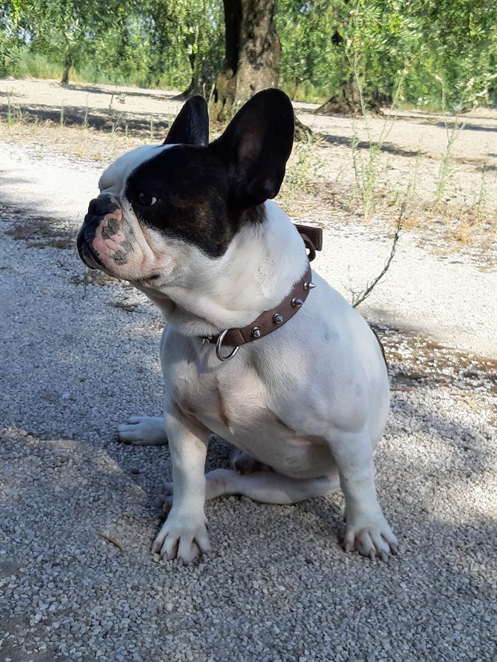 BULLDOG FRANCESE PER MONTA