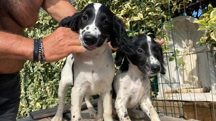 SPRINGER SPANIEL