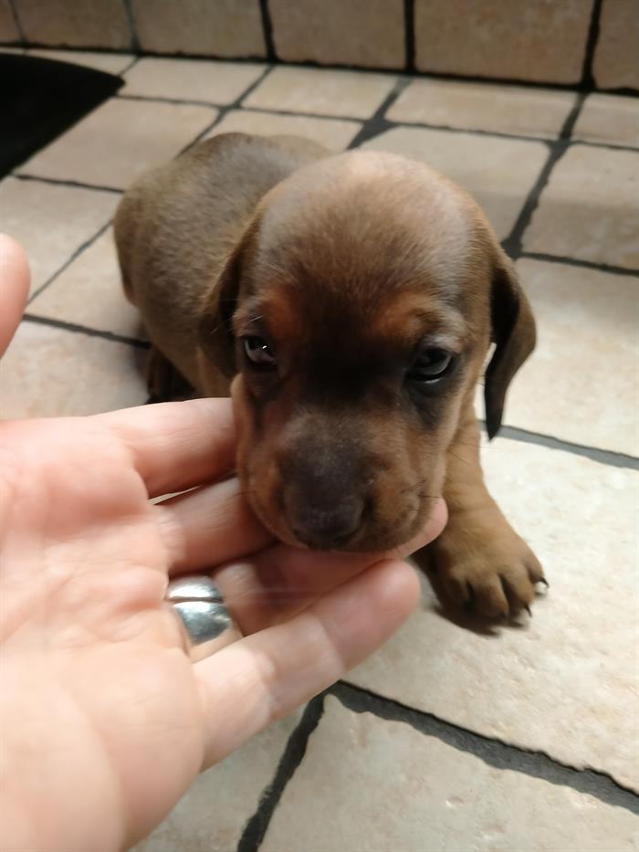 CUCCIOLI BASSOTTO TEDESCO