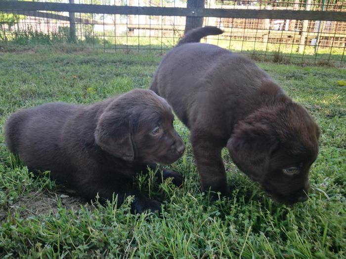 CUCCIOLI DI LABRADOR CHOCOLAT MASCHI