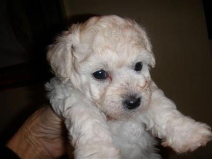 CUCCIOLI DI MALTIPOO