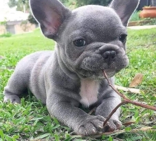 Simpatici cuccioli di frenchie disponibili