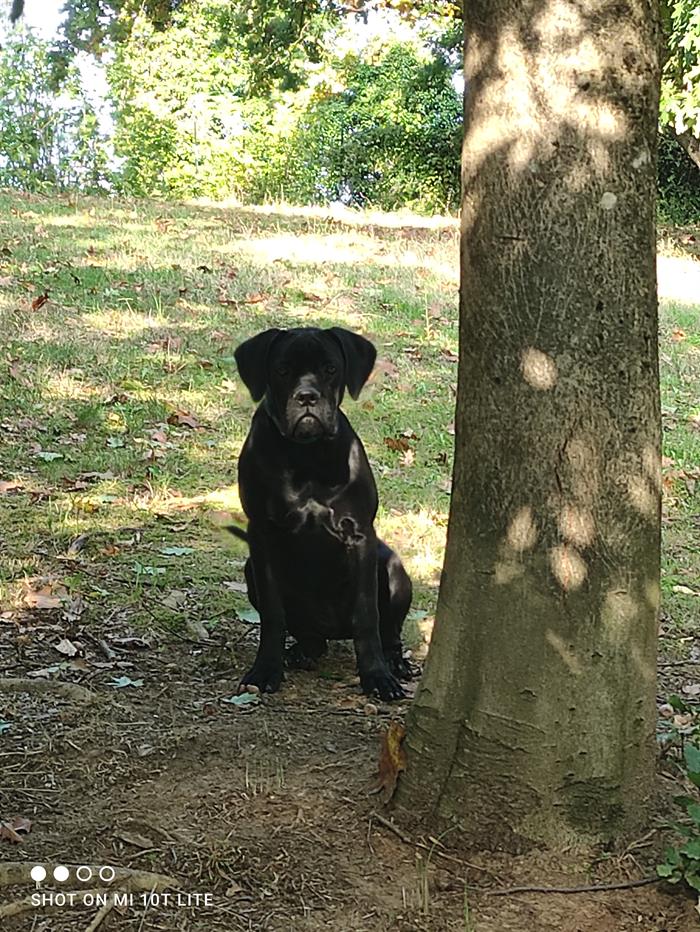 CANE CORSO CUCCIOLA NERA