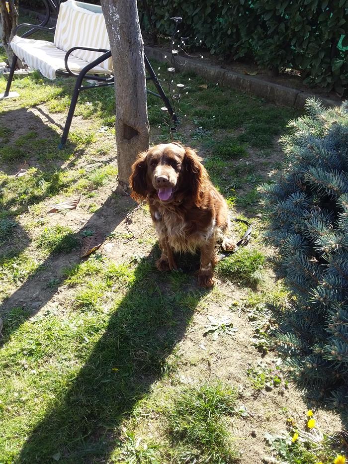 SPRINGER SPANIEL INGLESE MASCHIO 4 ANNI