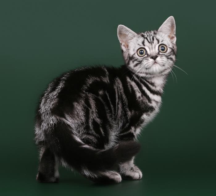 BRITISH SHORTAIR TABBY SILVER