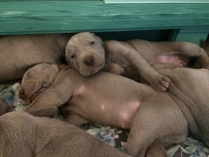 CUCCIOLATA WEIMARANER