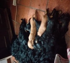 Cocker spaniel