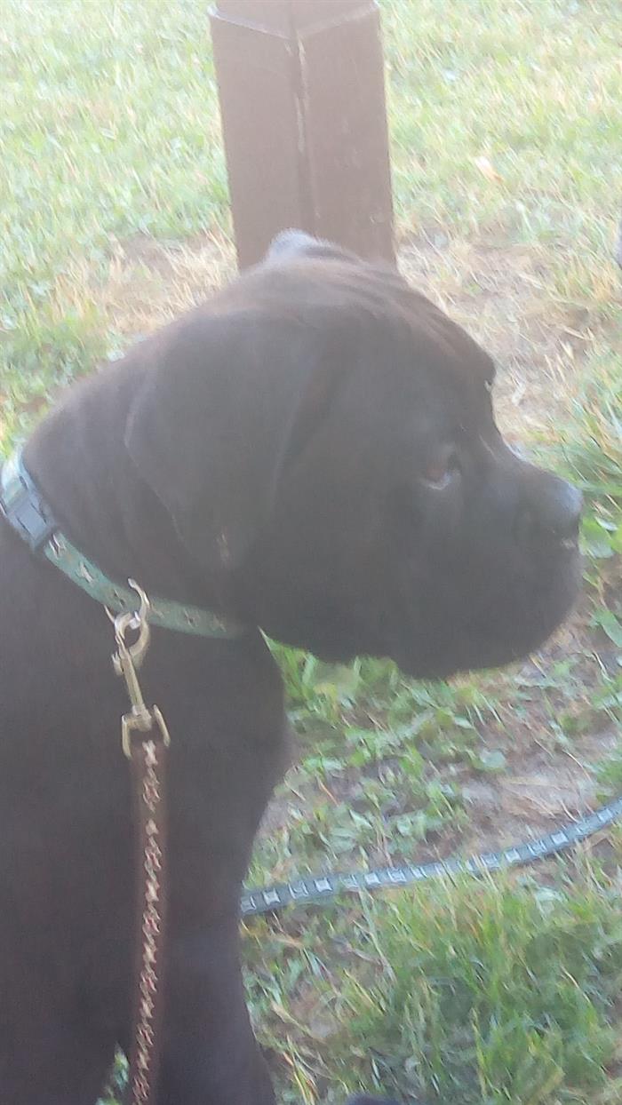 CANE CORSO