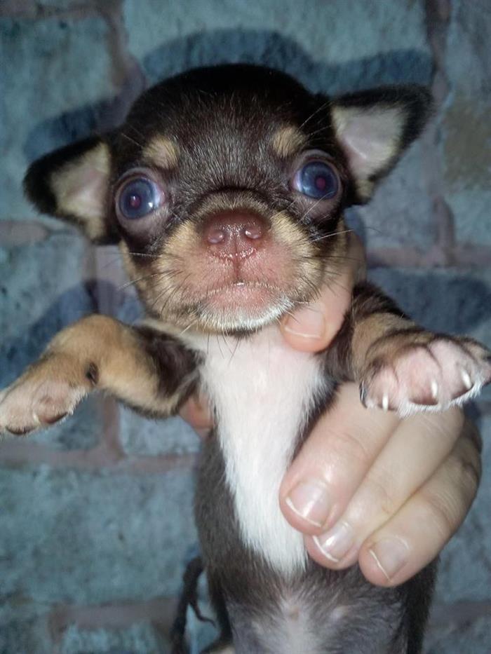 CHIHUAHUA CHOCO MINI