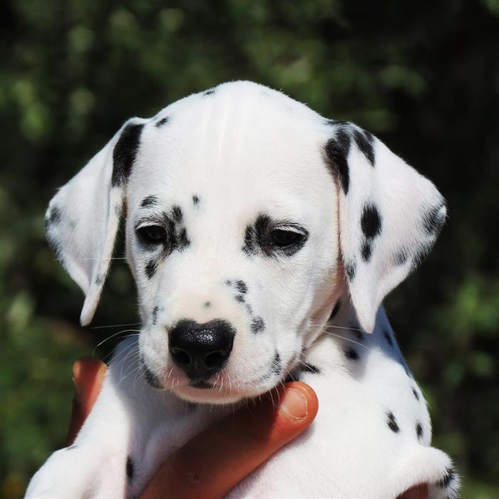 CUCCIOLI DALMATA