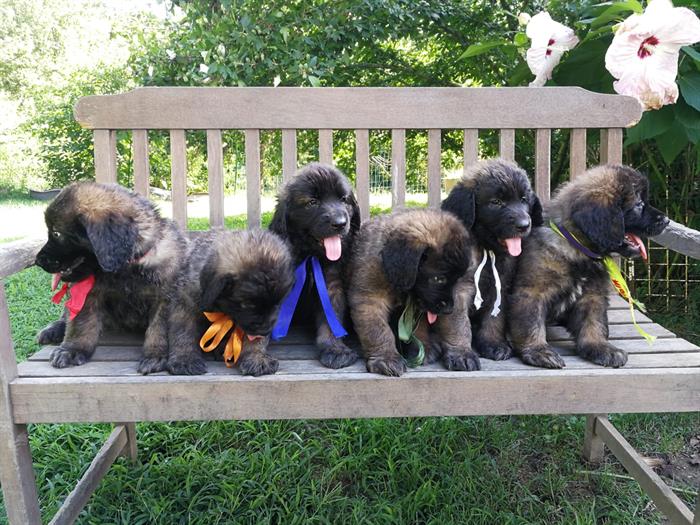 LEONBERGER