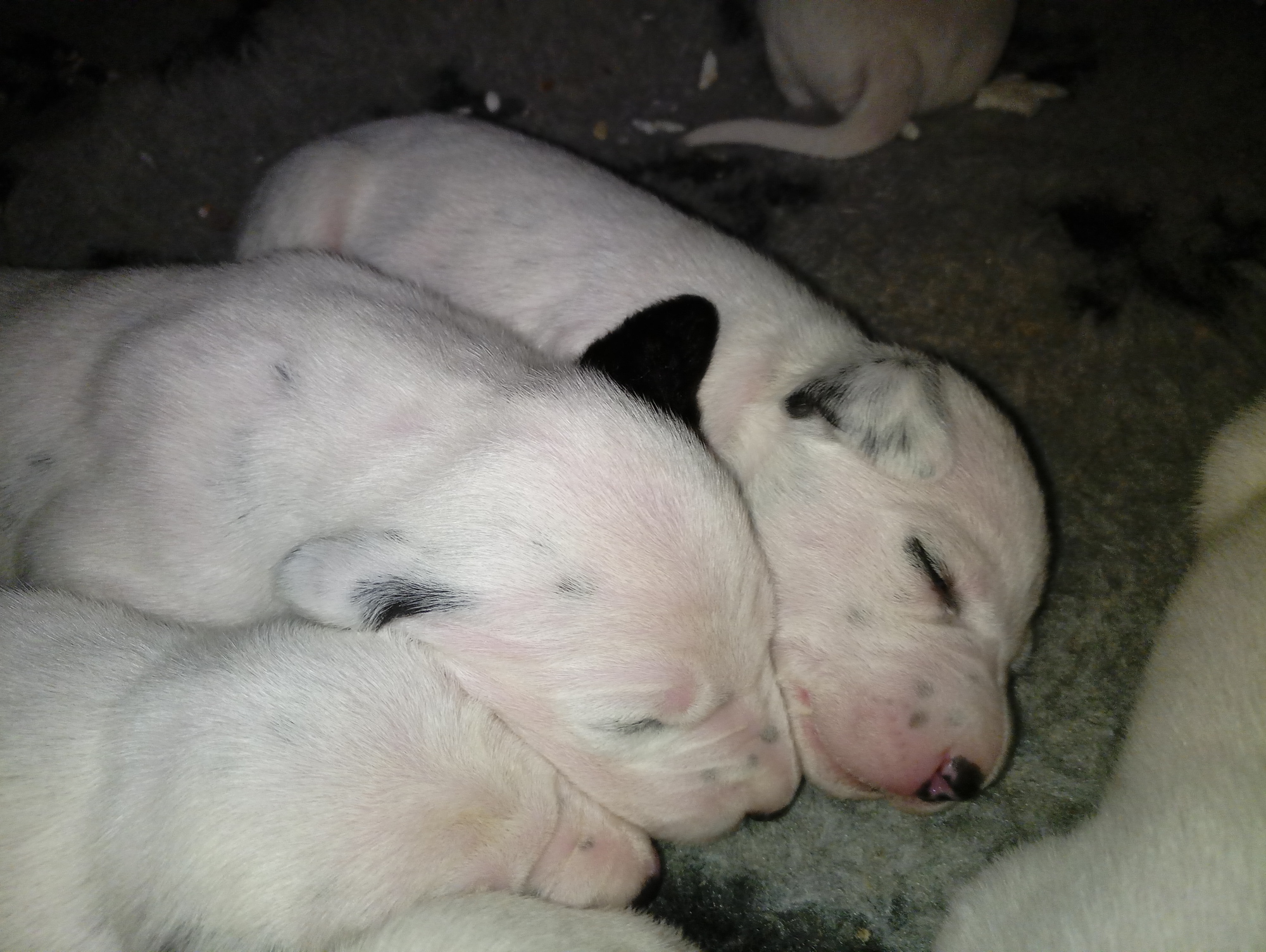 CUCCIOLI DALMATA