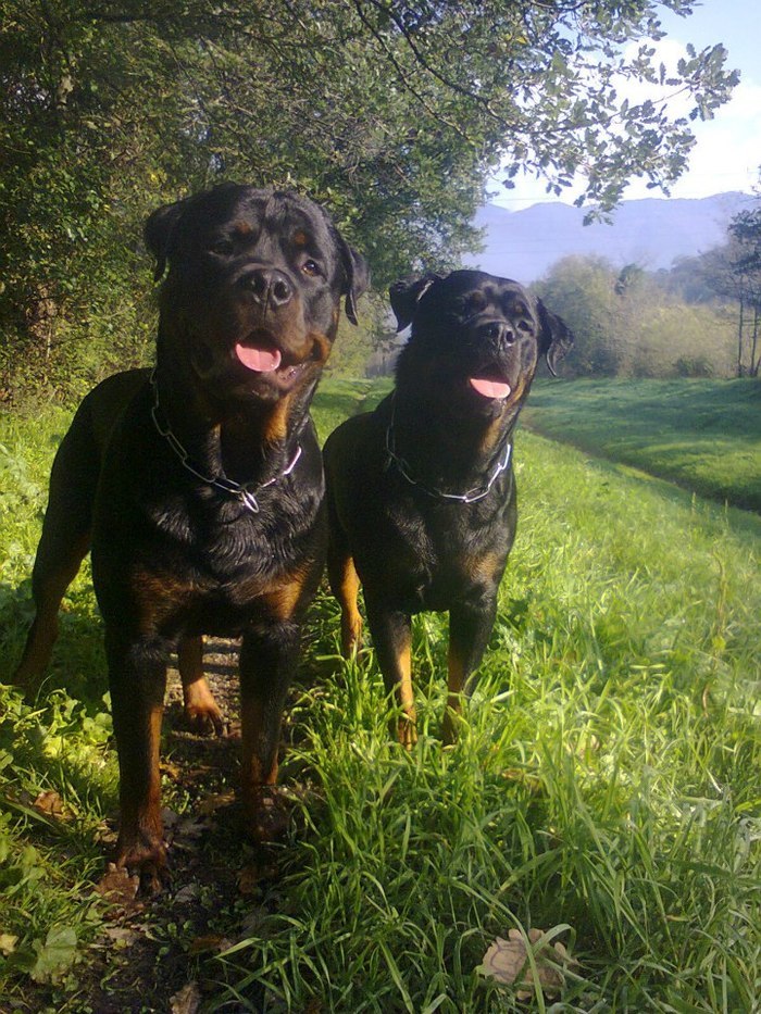 ROTTWEILER CUCCIOLI