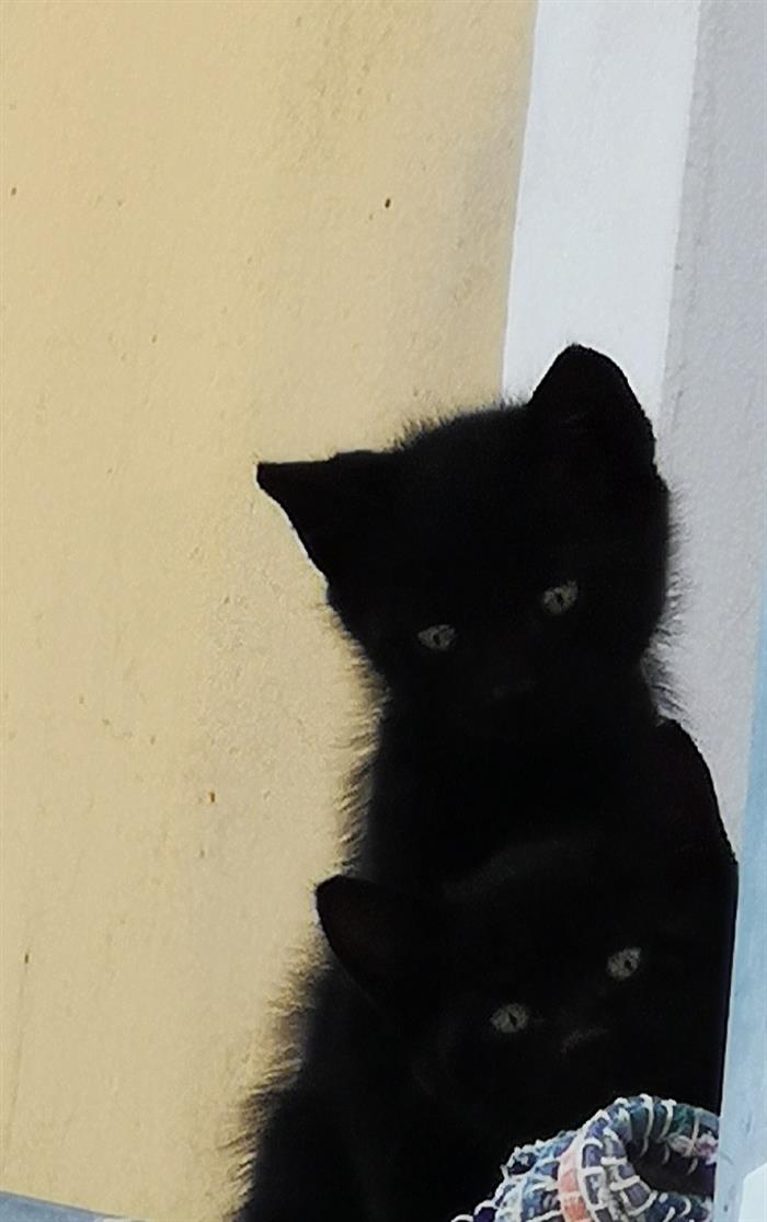 GATTINA NERA A PELO LUNGO RAZZA SIBERIANO NON PURO