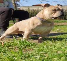 Exotic American bully solo per accoppiamento 