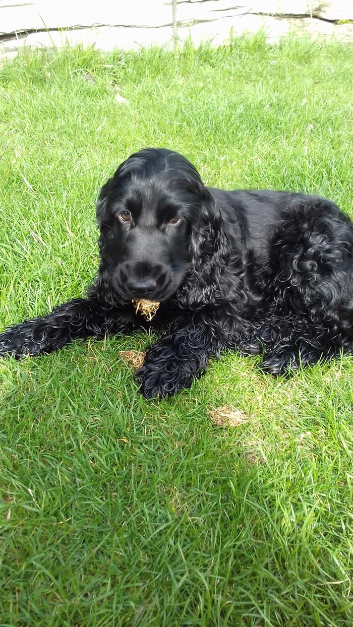 CUCCIOLI COCKER SPANIEL