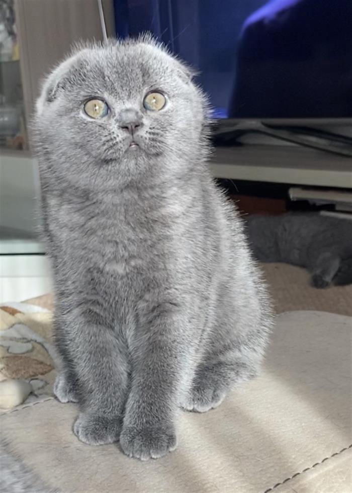 SCOTTISH FOLD BLU FEMMINA