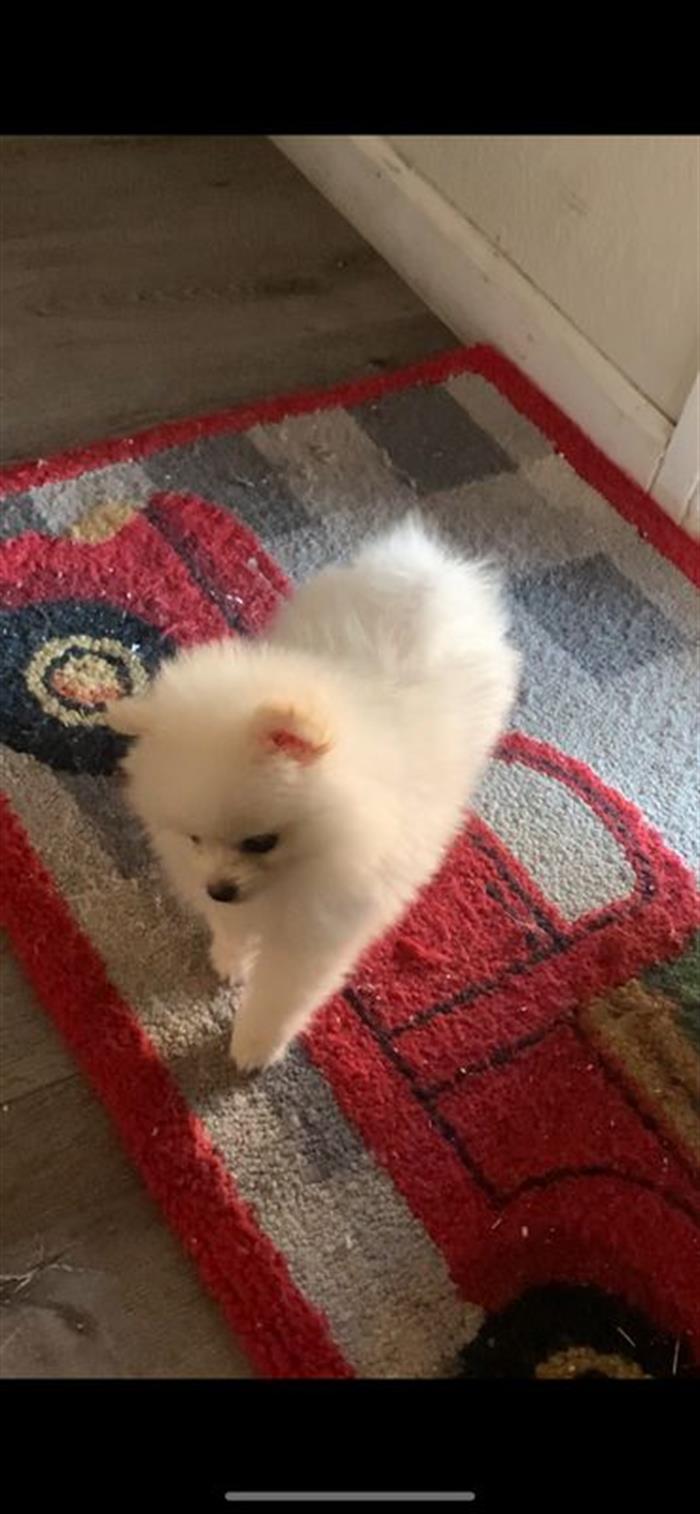 CUCCIOLI VOLPINO POMERANIA BIANCHI