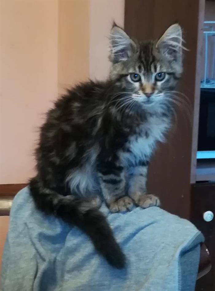 MAINE-COON